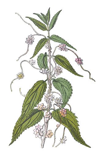 Dodder Besar Atau Dodder Eropa Ilustrasi Warna Vintage Terisolasi Pada Latar Belakang Putih