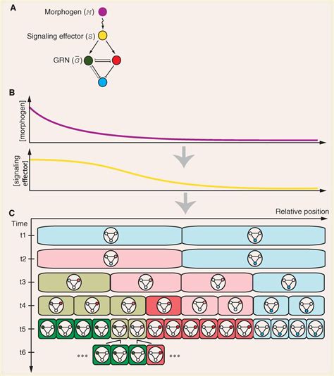 Developmental Pattern Formation Insights From Physics And Biology Science