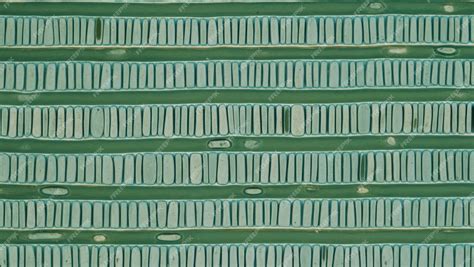 Detailed Microscopy Image Showcasing Biological Tissue Structure Premium Ai Generated Image