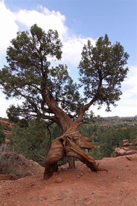 Tree Stock Image Image Of Arizona Colorado Trunk Twisted 37691999