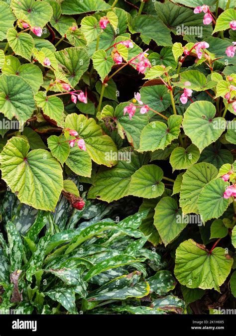 Begonia grandis evansiana claret jug Banque de photographies et dimages à haute résolution Alamy