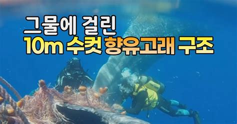 [세상만사] 그물에 걸린 10미터 수컷 향유고래 구조작전