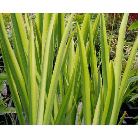 Iris Pseudoacorus Variegata