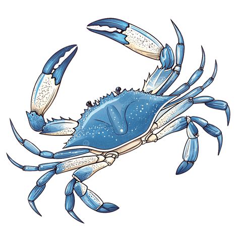 Blue Crab Anatomy