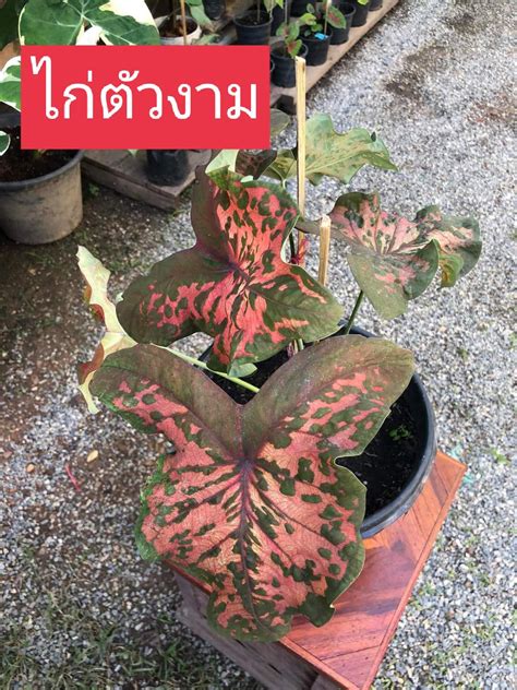 บอนสีไก่ตัวงามขนาดเบบี๋ ต้นกล้าไก่ตัวงามขนาดเบบี๋ ส่งทั้งต้นพร้อมกระถาง กานต์ณญาพรรณ์สวนไม้สวย