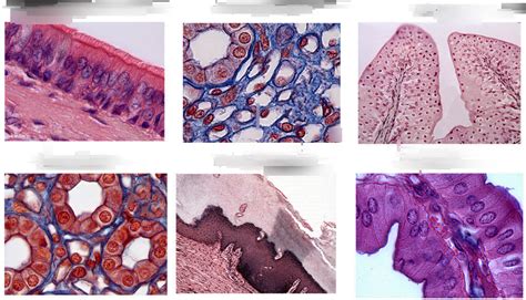 Chapter 5 Epithelial Tissue Diagram Quizlet