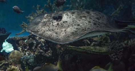 Roughtail Stingray