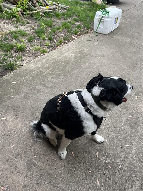 Groomer shaved my border collie - how long will it take to grow back? : r/BorderCollie