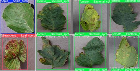 基于yolov11的植物叶片病害检测玉米樱桃葡萄桃树马铃薯草莓番茄yolo11 作物病害检测 Csdn博客