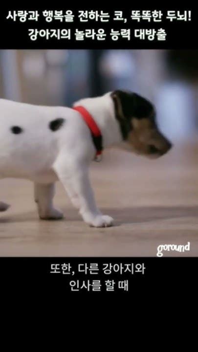 사랑과 행복을 전하는 코 따뜻한 친구 똑똑한 두뇌 강아지의 놀라운 능력 대방출 강아지 사랑 행복 똑똑 놀라움
