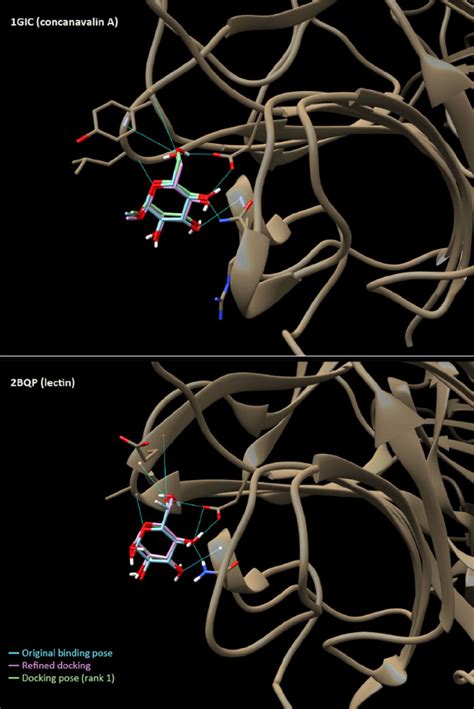 Crystal And Predicted Binding Modes Of The Glycan Ligands To