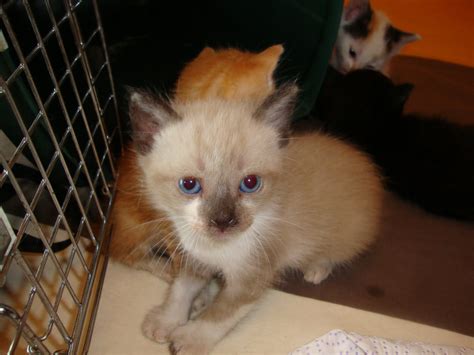 Casa Felina El Abandono De Gatitos No Cesa