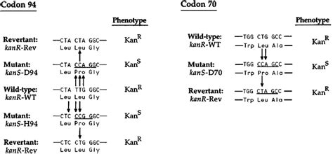 Wild Type Mutant And Revertant Kan Sequences Dna Sequences