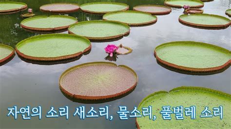 자연의 소리 새소리 물소리 풀벌레 소리 한밝음 명상 앱 공식 채널 Youtube