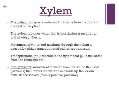 Ppt The Phloem And Xylem Powerpoint Presentation Free Download Id