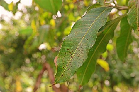 Plant Disease Mango Leaves Disease Stock Image Image Of Mango Blight 101394079