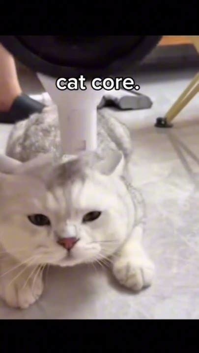 Funny Cat Momen Funnycats Cat Fyp Shorts Youtube