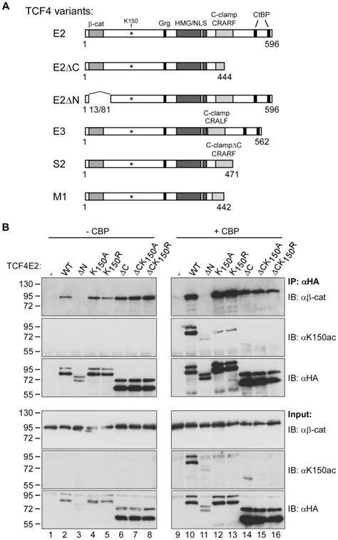 A Schematic Representation Of Protein Structures Of TCF4 Splice