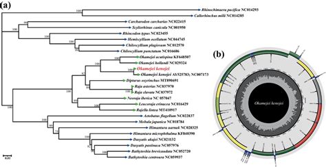 a maximum likelihood phylogenetic trees inferred from mitochondrial