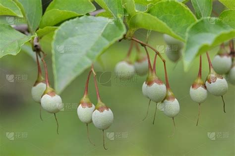 水果 茶花 植物 水平画幅 无人 有毒生物体 坚果 摄影
