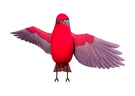 풍금조 일러스트 스톡 사진 및 일러스트 Istock