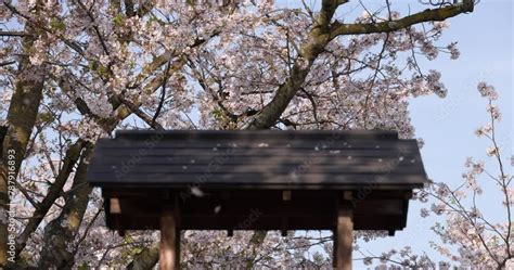 櫓のまわりで風に舞う桜の花びら。 Stock Video Adobe Stock
