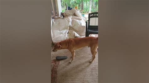 අනේ මේ වගේ ගොන් බල්ලෙක් Youtube