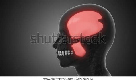 Trigger Points Myofascial Pain Tmj D Stock Illustration Shutterstock