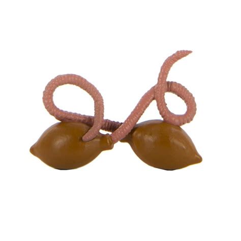 Cycle de vie du ver de terre Safari Ltd 4 Figurines lombric réalistes