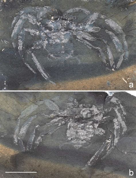 Fossil Of An Ancient Spider Species From Germany Estimated To Be 310