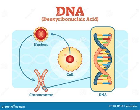 Cell Nucleus Parts Of The Cell Nucleus Vector Illustration