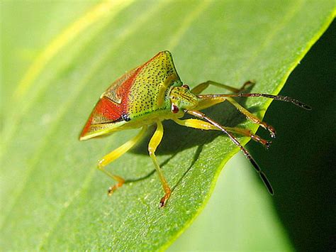 50 pictures of amazingly colourful insects