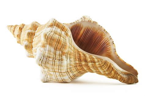 Why Do You Hear The Ocean In A Seashell Worldatlas