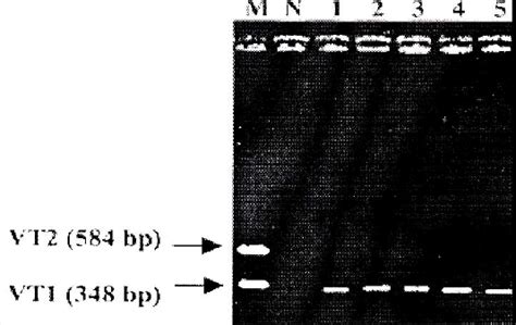 Molecular Characterization Of Verotoxin Biomedical Research