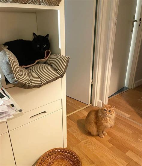猫沢エミさんのインスタグラム写真 猫沢エミinstagram「🐈‍⬛🐈 あれ、パパは？ キミたちのおばあちゃんのところへ行ったんだよ