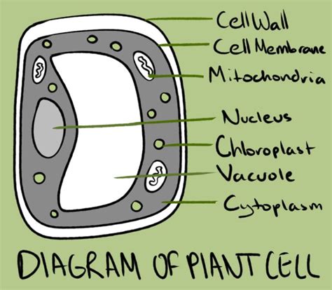Plqnt Cell A Study Case