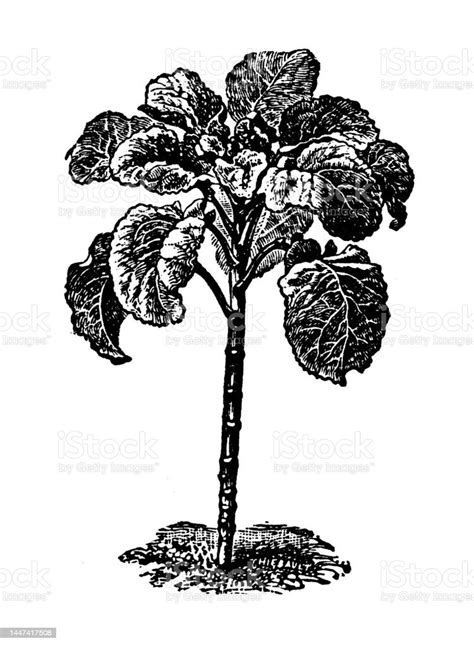 Antique Engraving Illustration Cottagers Kale Stock Illustration Download Image Now 19th