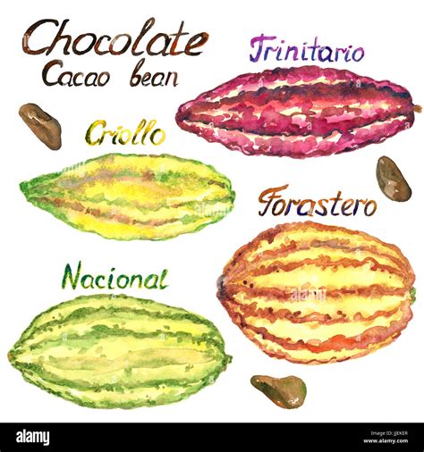 Cacao Tree Varieties At Jannie Hunt Blog