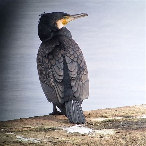 Great Cormorant Phalacrocorax Carbo