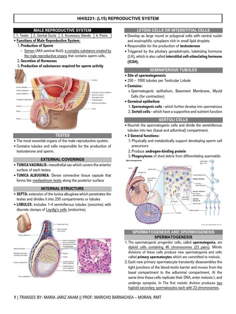 Hhis221 L15 Reproductive System 1 Pdf Ovary Testicle