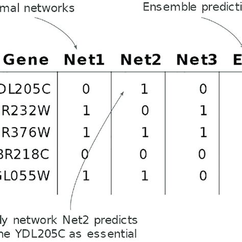 Example Of A Metabolic Network Ensemble Predictions Of The Essential