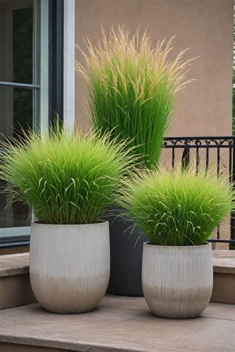 11 Best Low Maintenance Ornamental Grasses For Pots Ornamental Grass