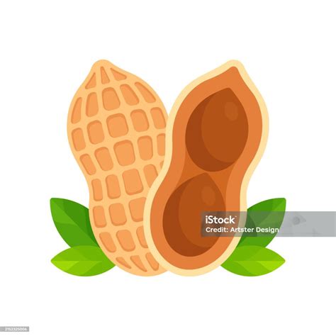 전체 땅콩과 씨앗이 보이는 반으로 자른 땅콩 흰색 배경에 고립된 평면 아이콘입니다 슈퍼푸드 및 비건 단백질 소스 개념 영양
