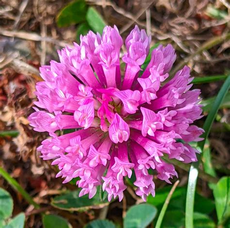 Red Clover By Greyam On Deviantart