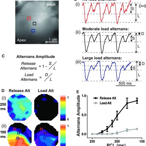 Pdf Optical Mapping Of Sarcoplasmic Reticulum Ca2 In The Intact