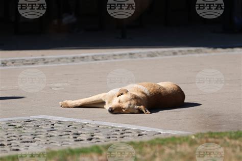 В Девин започват масово кастриране на безстопанствените кучета Утро
