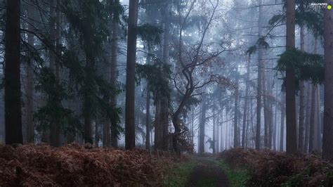 Fern Way Viewes Dried Up Forest Trees Fog For Phone Wallpapers