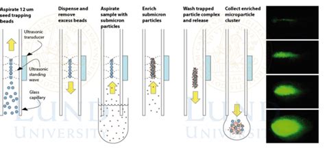 Trapping Department Of Biomedical Engineering