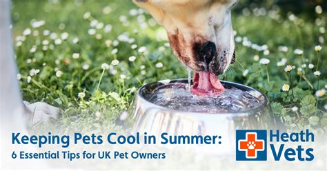 Keeping Pets Cool In Summer 6 Essential Tips For Uk Pet Owners