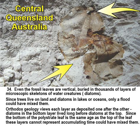 The Evidence From Polystrate Fossils Creation Research